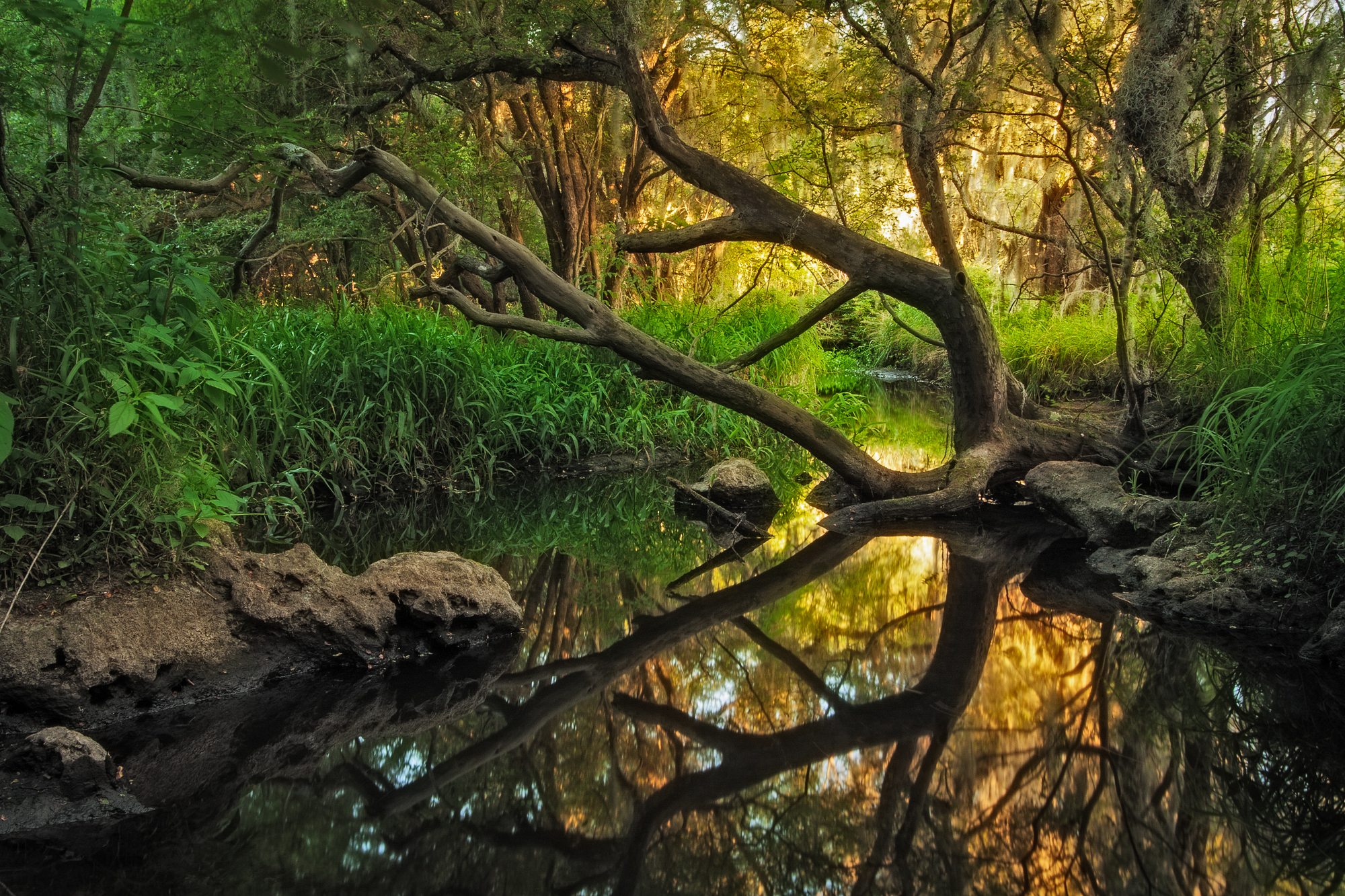 Forests and The Clean Water Act | Dogwood AllianceDogwood Alliance