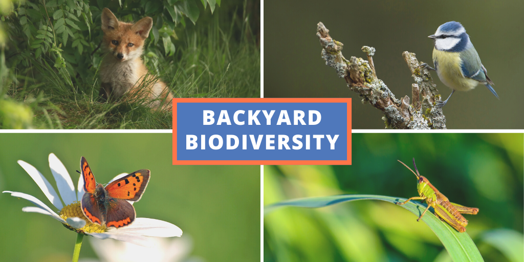 Biodiversity in Your Backyard Sign-up | Dogwood AllianceDogwood Alliance