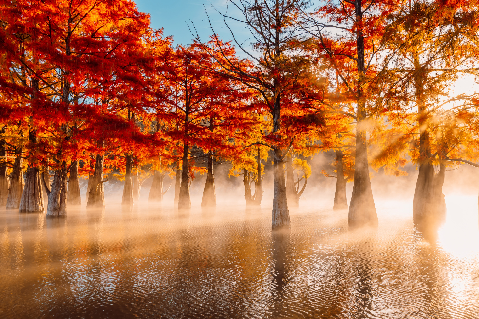 Protect Our State's Wonderful Wetlands | Dogwood AllianceDogwood Alliance